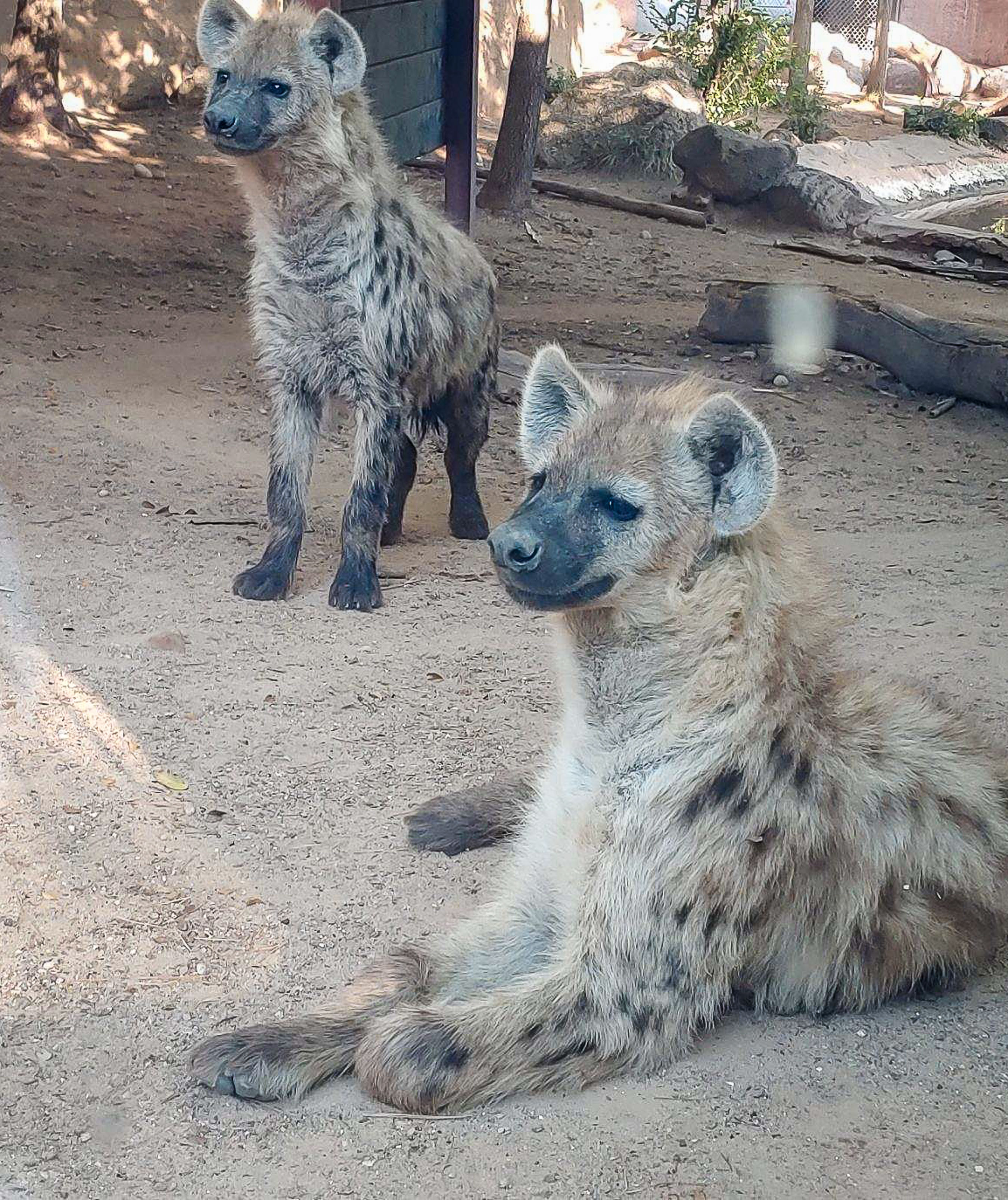 Hyena Birthday « New Mexico BioPark Society
